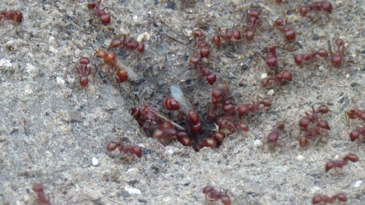 Red Harvester Ant Colony Youtube