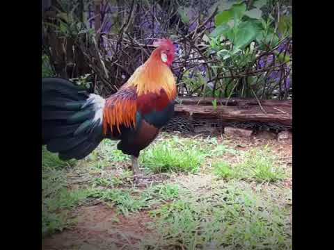Funny Rooster Crowing Youtube