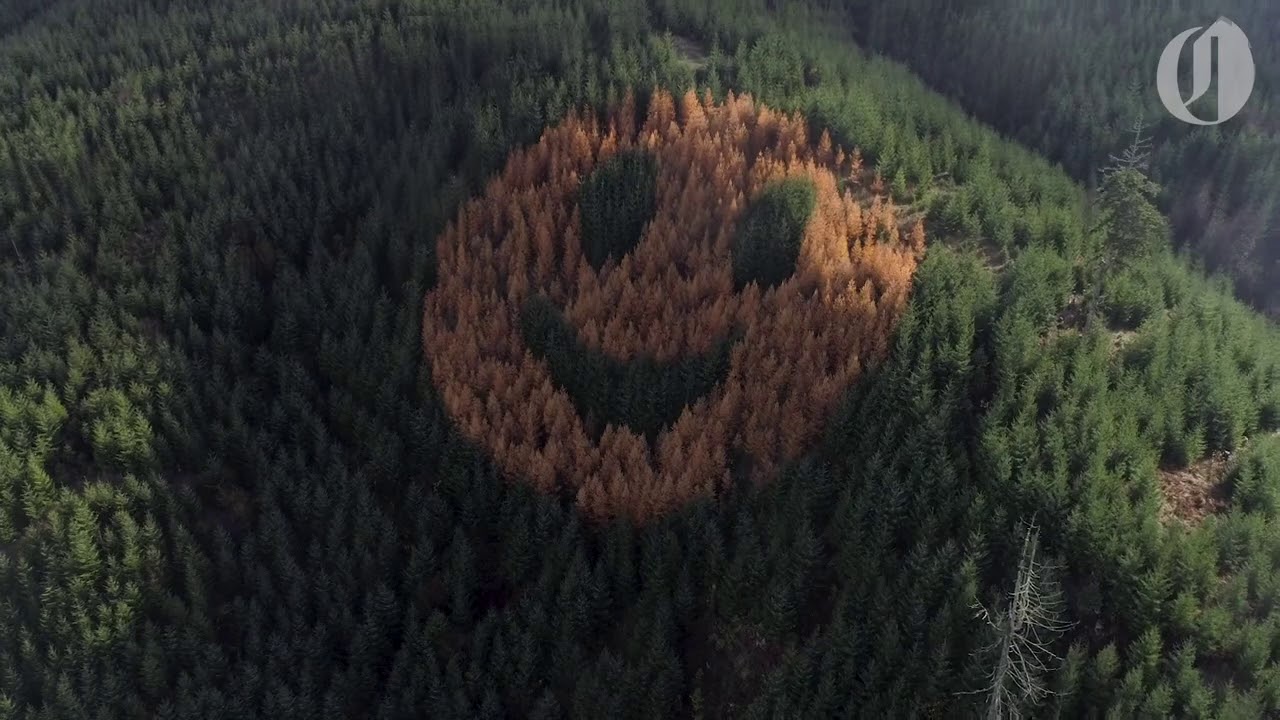 Why A Massive Smiley Face Appears On An Oregon Hill Every Fall
