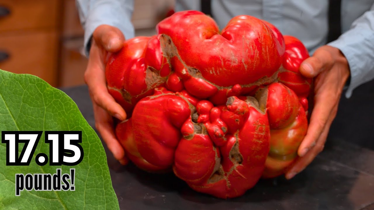 Worlds Biggest Tomato Plant New Big Dwarf Tomato Victory Seeds