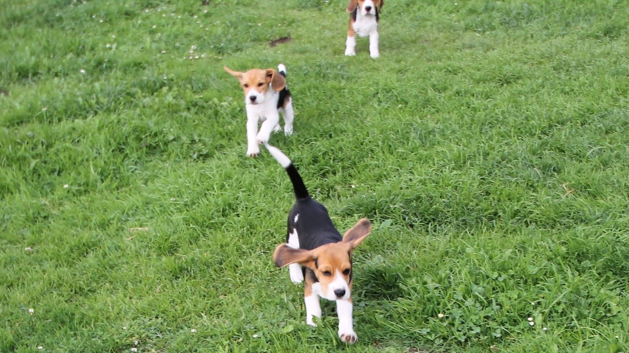 Cutest Beagle Puppies Youtube