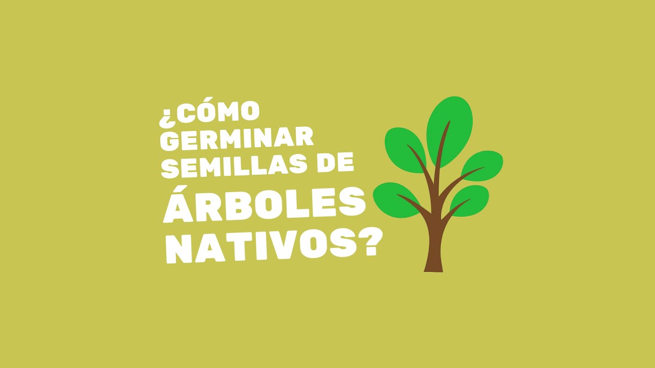 Cómo Germinar Semillas De árboles Nativos Youtube