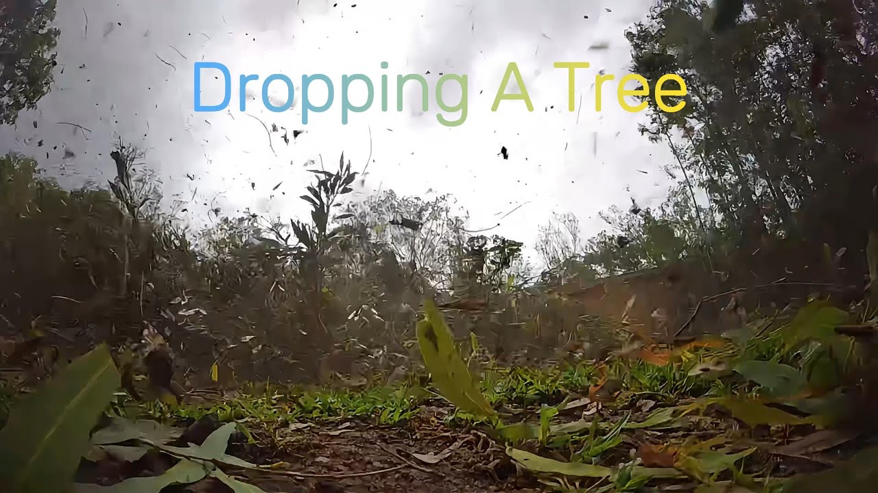 Tree Falling Youtube