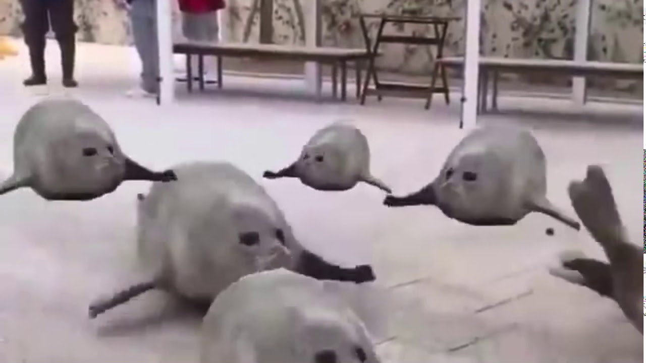 Seals Bouncing 10 Hours At Ava Lazarev Blog