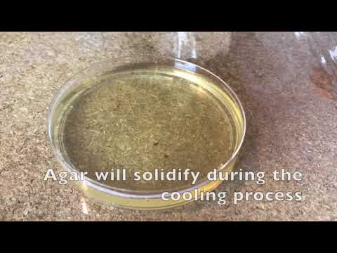 60 Second Protocols How To Make Agar Plates Youtube