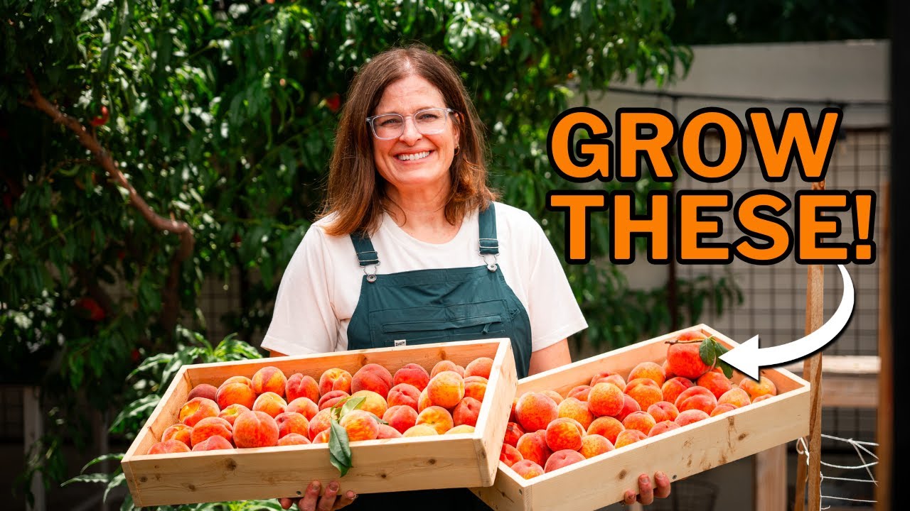 Peach Tree Growing Tips Don T Make These 5 Mistakes Youtube