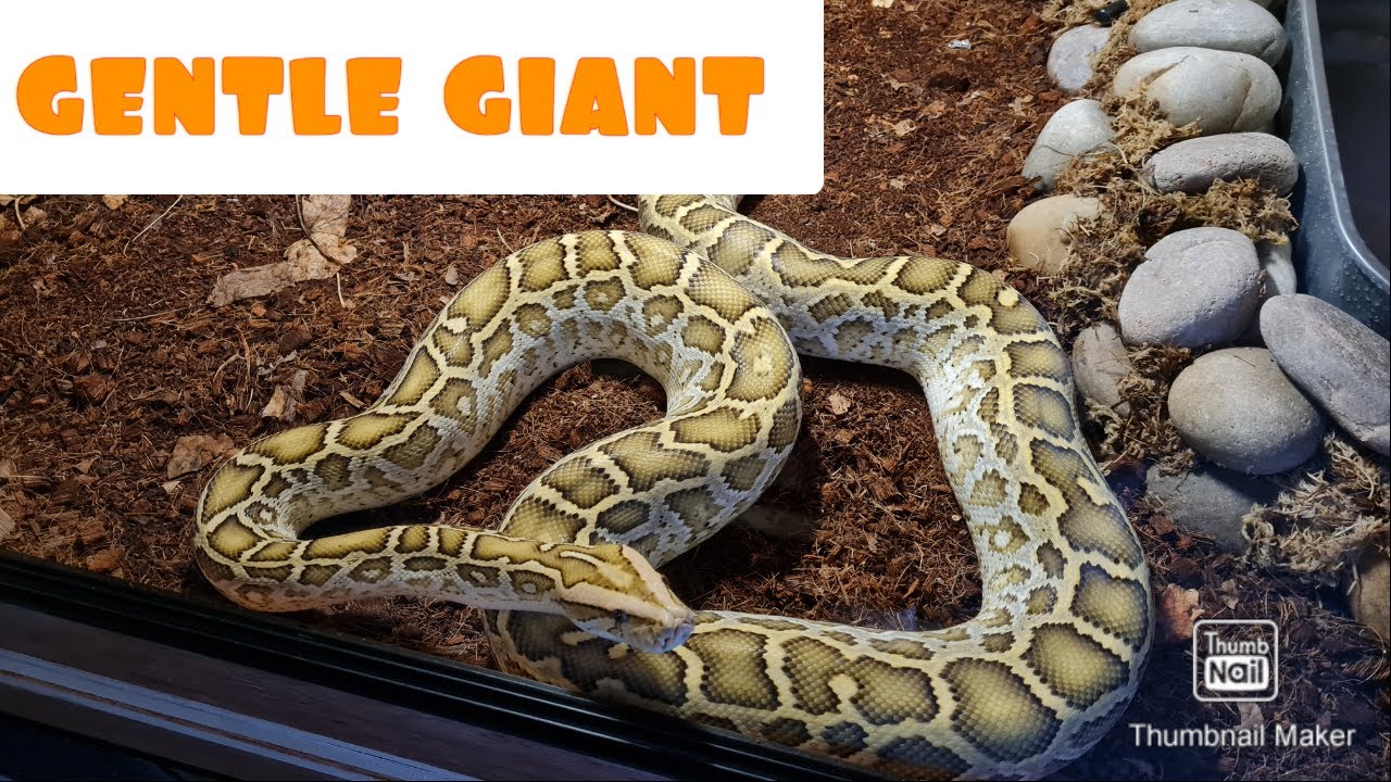 Burmese Python Guide Youtube