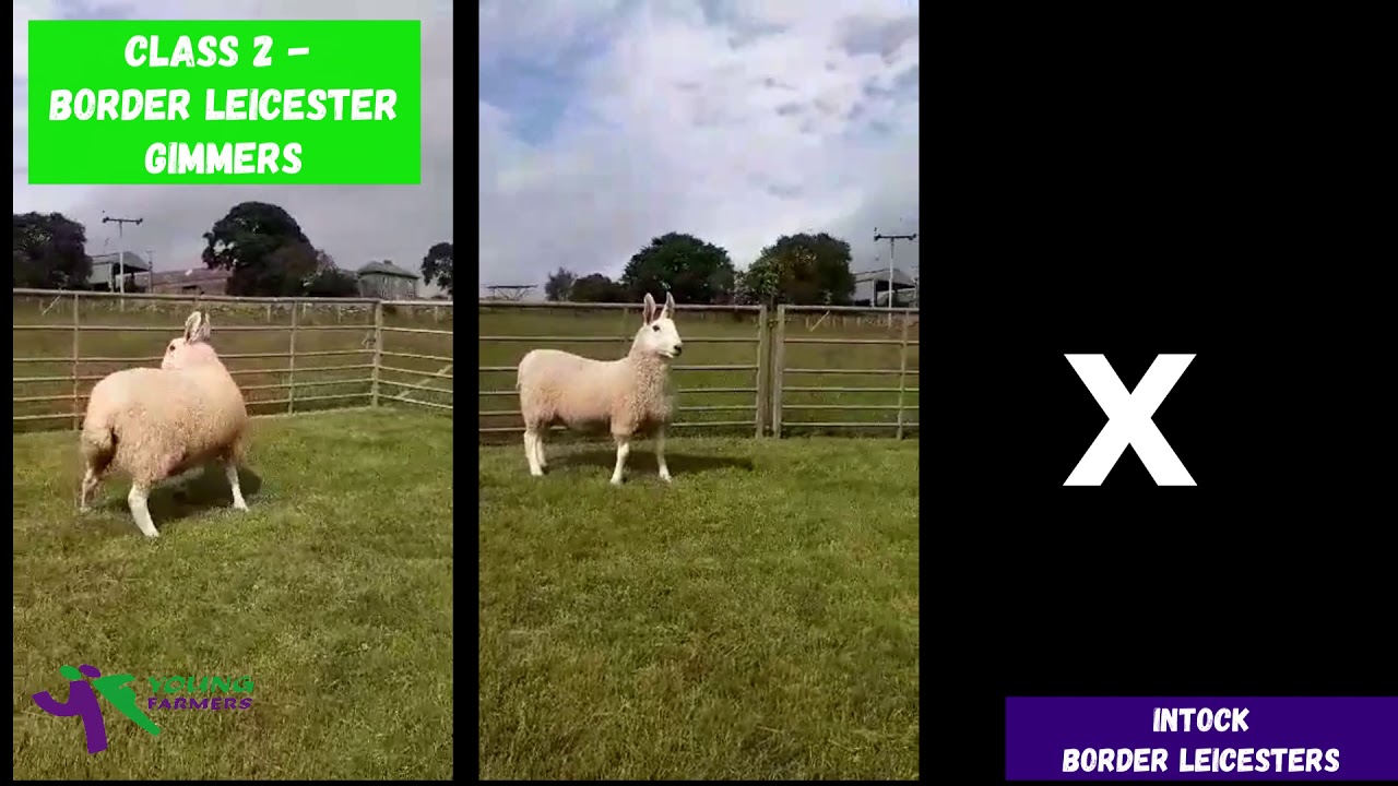 Border Leicester Youtube