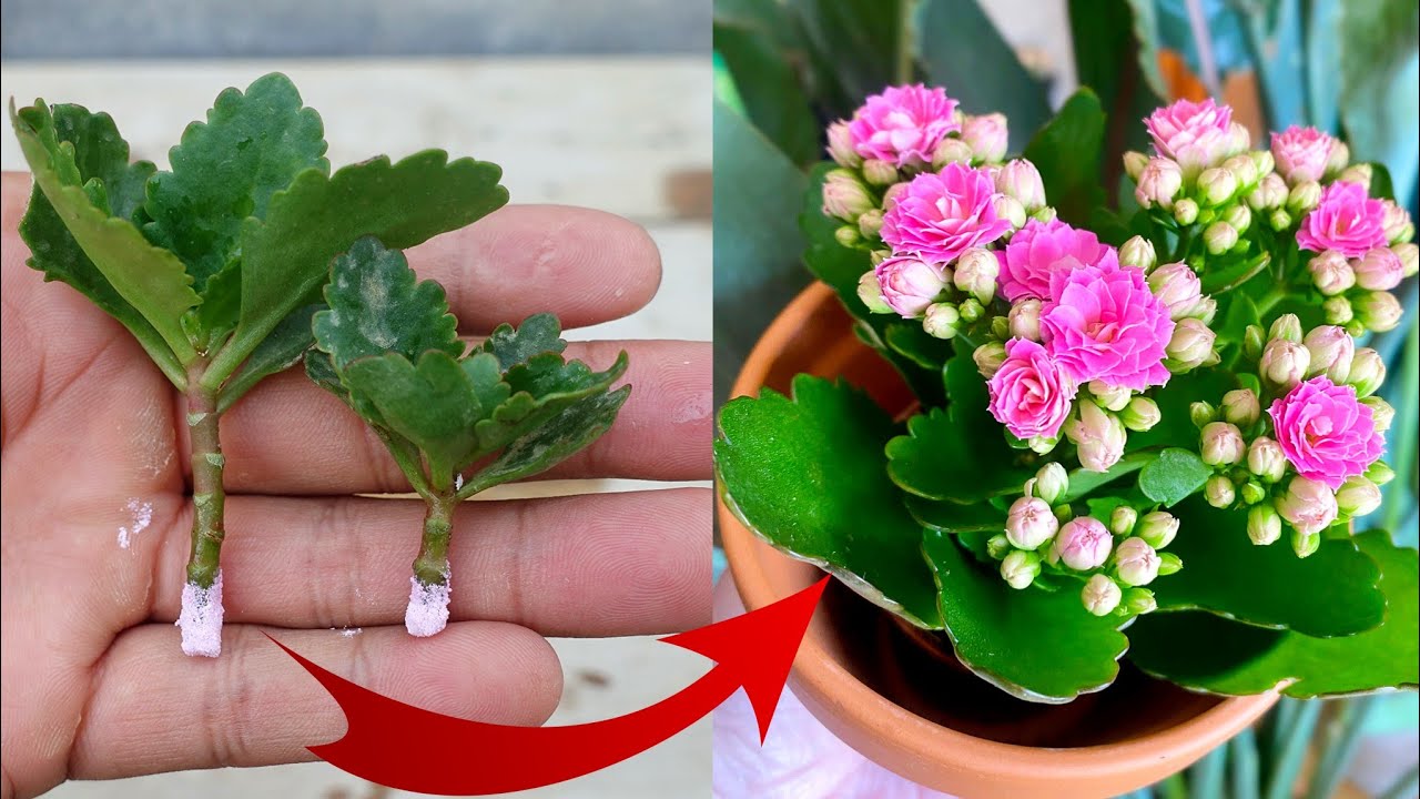 How To Plant Kalanchoe Plant From Cuttings Easy Method To Grow