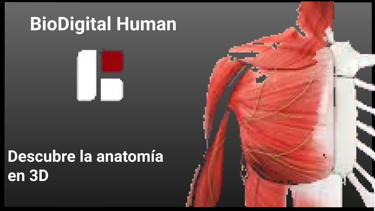 Biodigital Human Tutorial 脹 En Espaﾃｱol Anatomﾃｭa En 3d En Google Meet