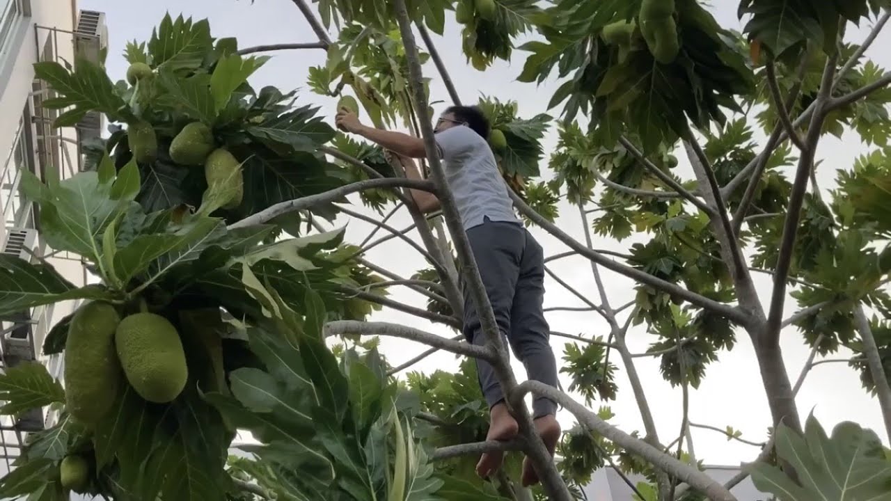 Breadfruit Harvesting Youtube