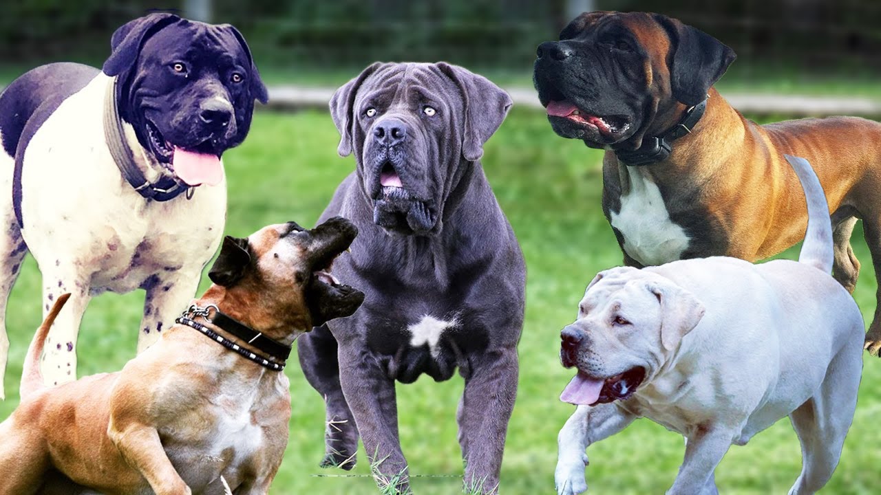 Types Of Boerboel Colors And Their Roles Colors Of Boerboel Youtube