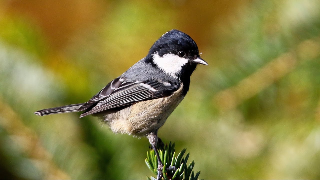 Chant Et Cris De La Mésange Noire Song Calls Of Coal Tit Youtube