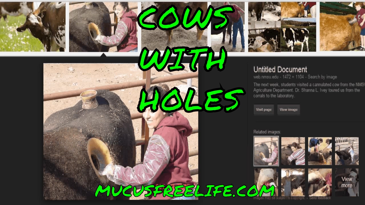 Cows With Holes Aka Cannulated Cow Review By Prof Spira Youtube