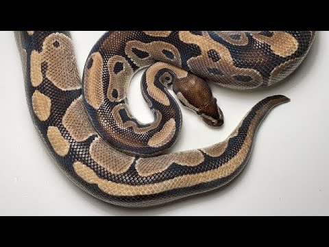 Volta Ball Python Unboxing And Feeding Youtube