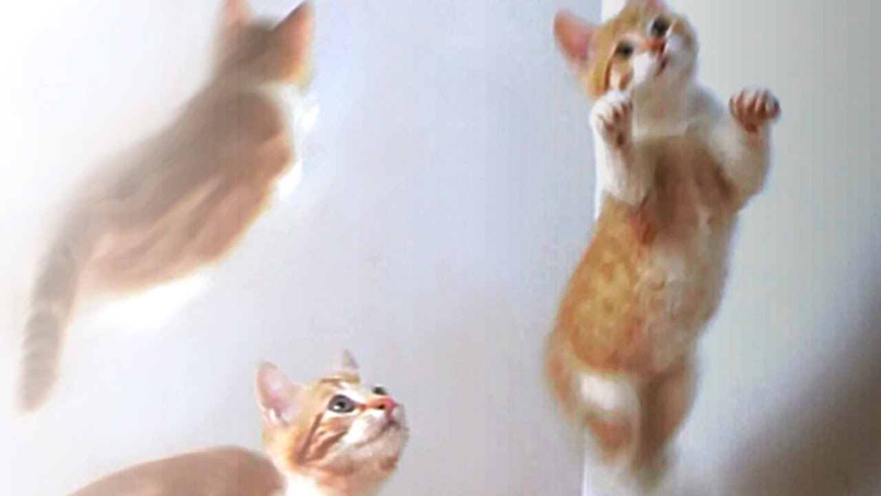 Cute Jumping Baby Kittens Youtube