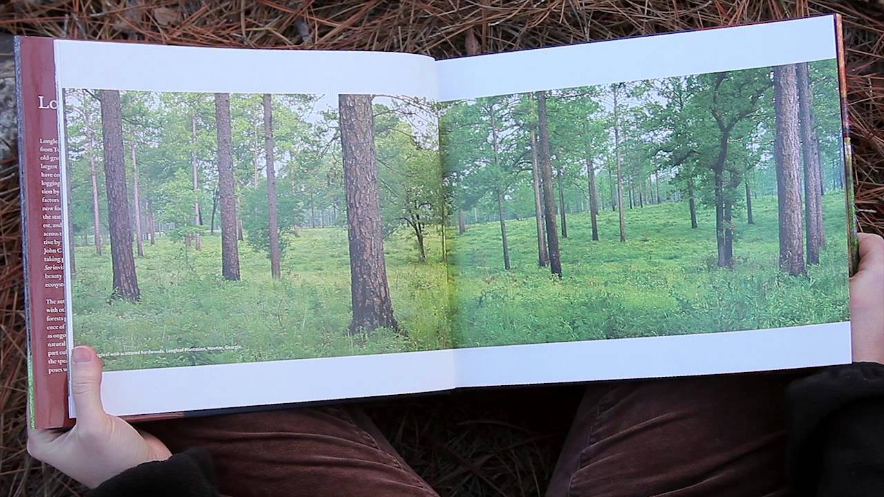 Longleaf Far As The Eye Can See Youtube