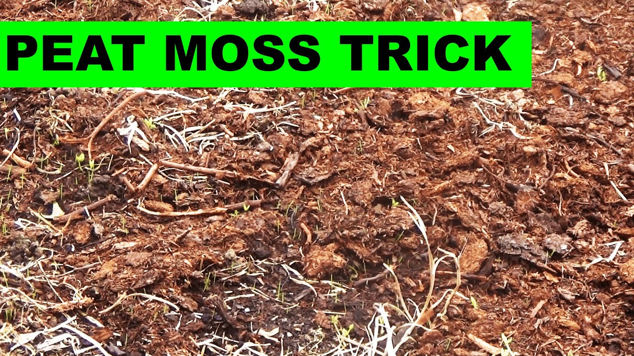 How To Use Peat Moss For Grass At Owen Frazier Blog