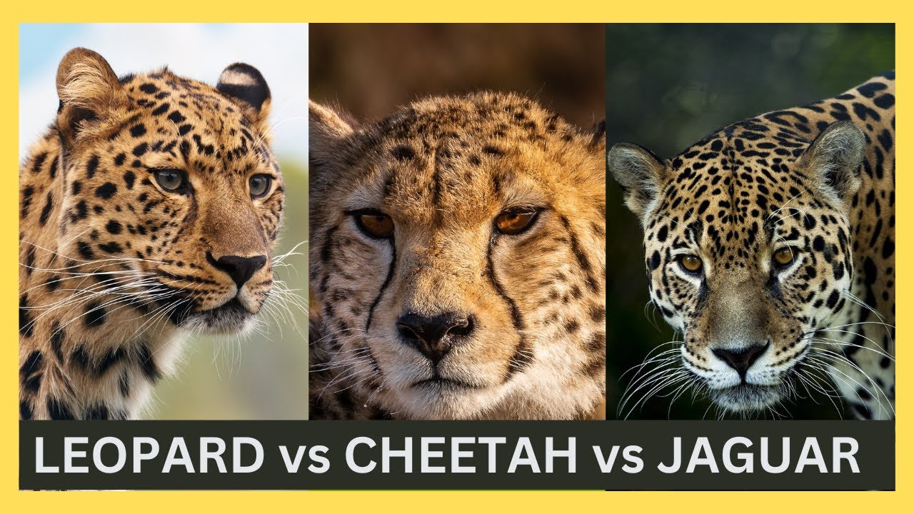 Jaguar Vs Gepard Lion Jaguar Leopard Cheetah Lynx Fine Art