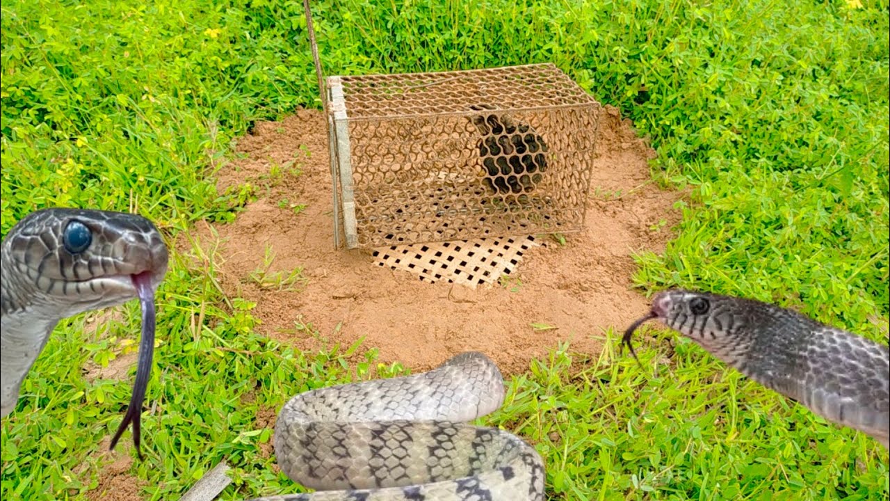 Diy Video Creative Understand Snake Trap Easy Youtube