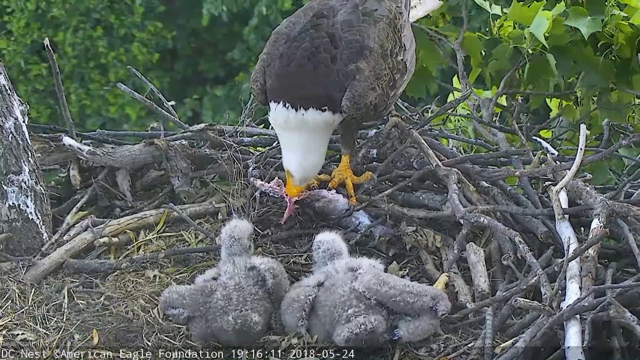 Aef Dc Eagle Cam 11 10 18 2018 Season Review Youtube