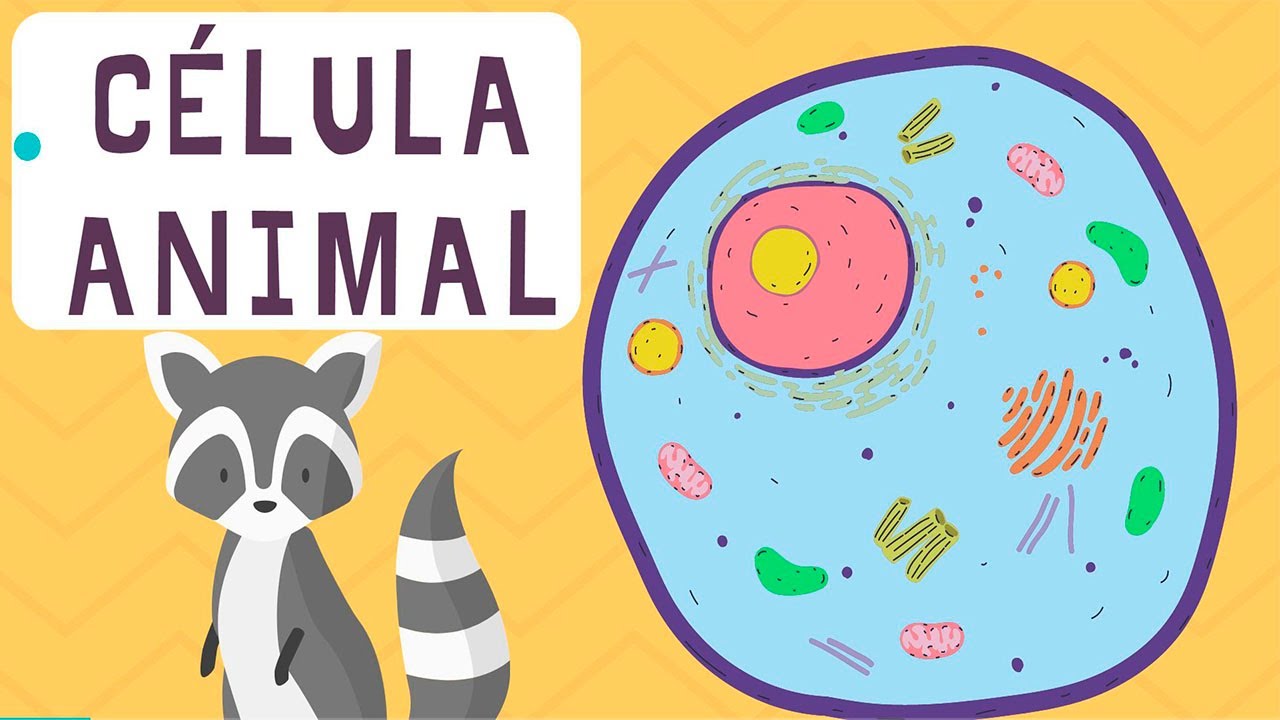 La Célula Animal Fácil Sus Partes Posición Y Qué Función Tiene