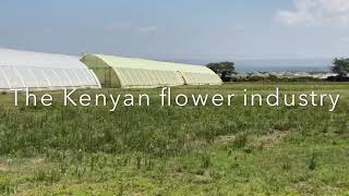 The Kenyan Flower Industry A Short Documentary Maximilien Liebeskind ...