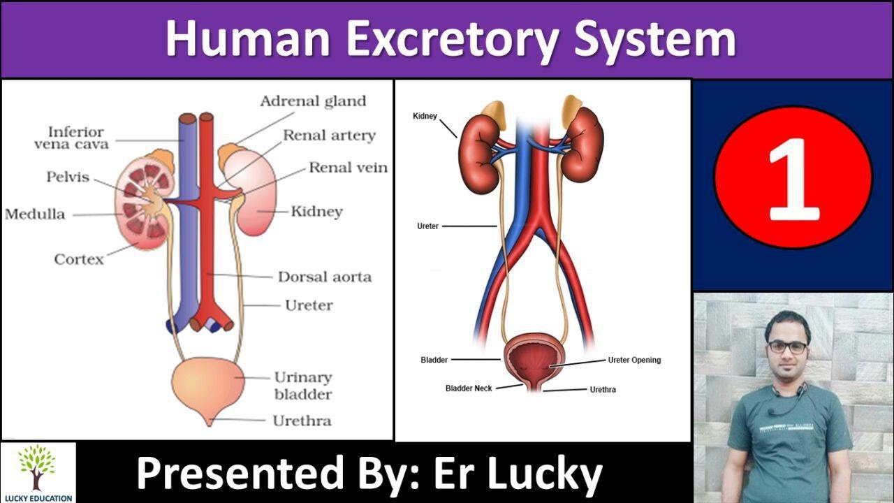 Excretion In Human Beings Life Processes Class 10 Chapter6 Science