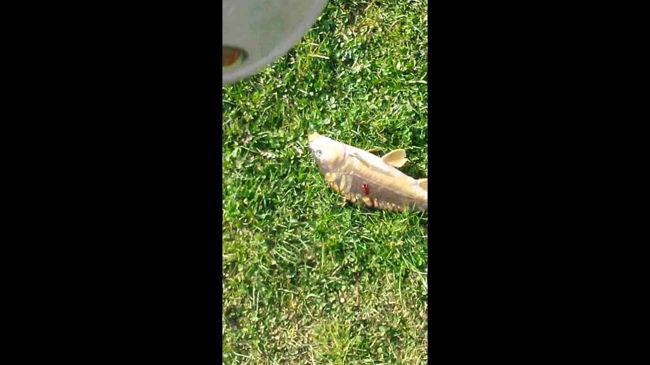 Saving Fish Youtube