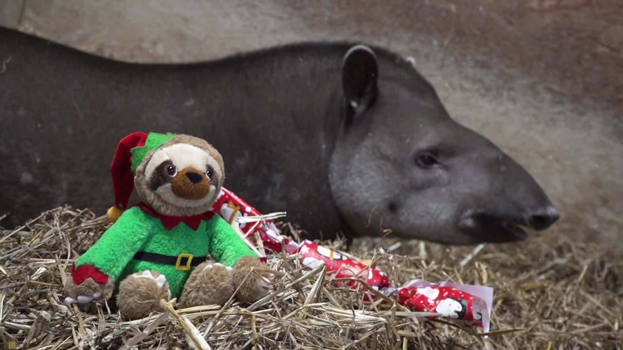 Christmas At Reaseheath S Mini Zoo Youtube