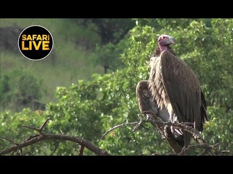 Safarilive Sunset Safari April 14 2019 Youtube