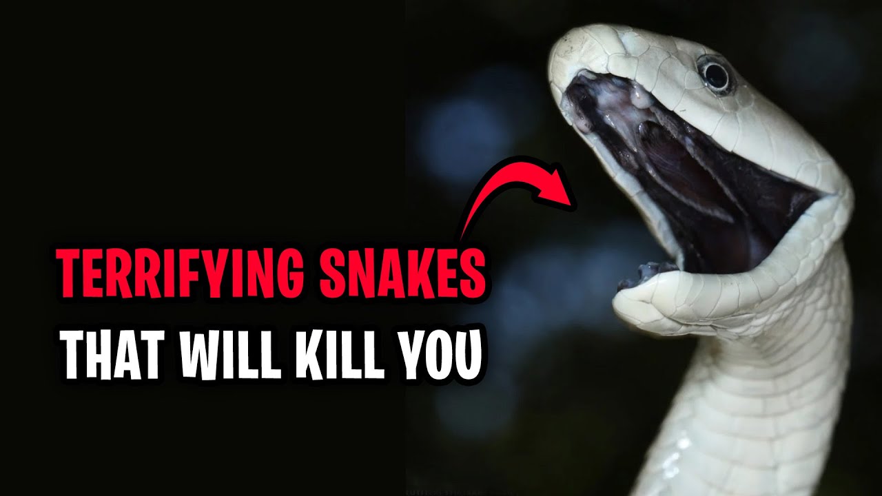 Top 10 Terrifying Snakes That Will Probably Kill You Awesomefacts