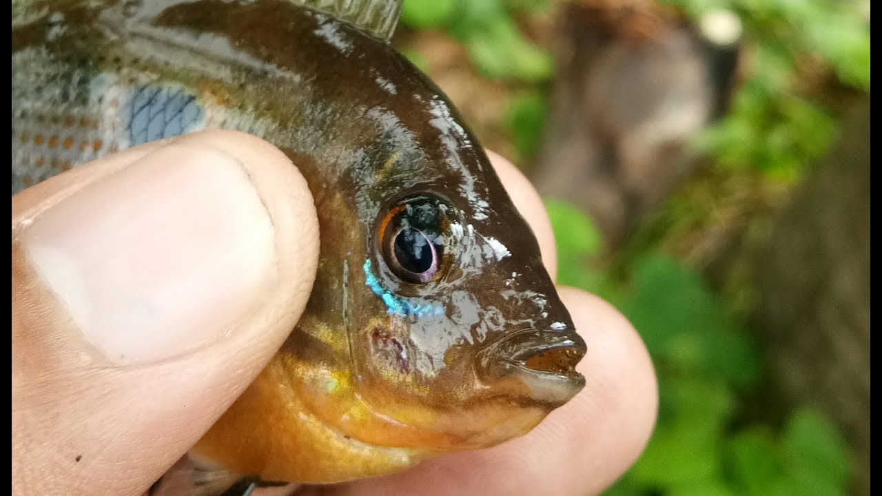 Vivo V5 20mp Moonlight Selfieamera Youtube