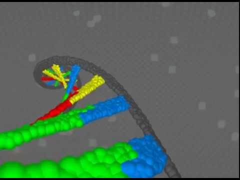 Dna Simulation 3d Youtube