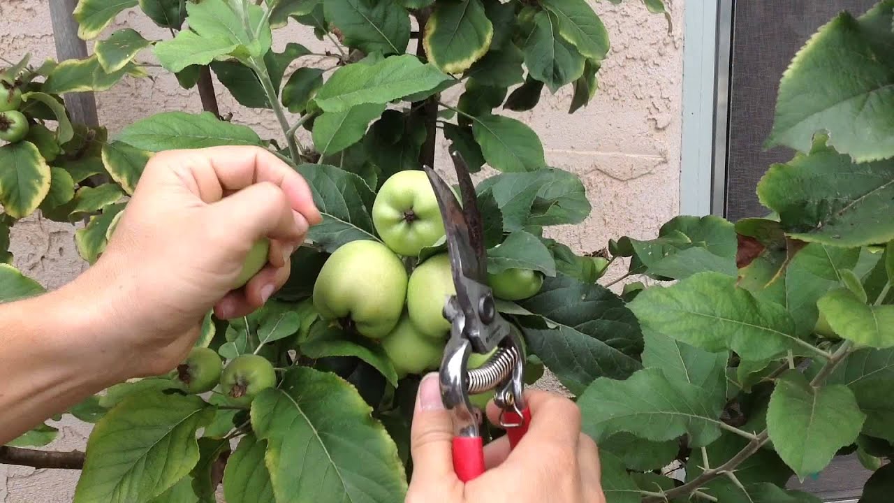 How To Thin Fruit On Apple Trees Youtube