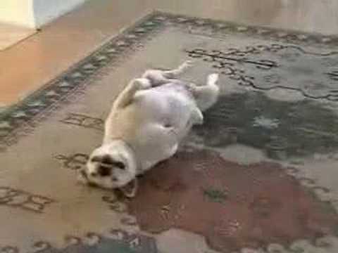 World S Weirdest Dog Youtube