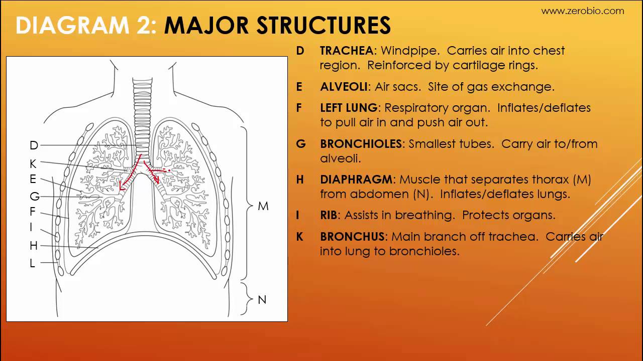Respiratory Systembiology Class11