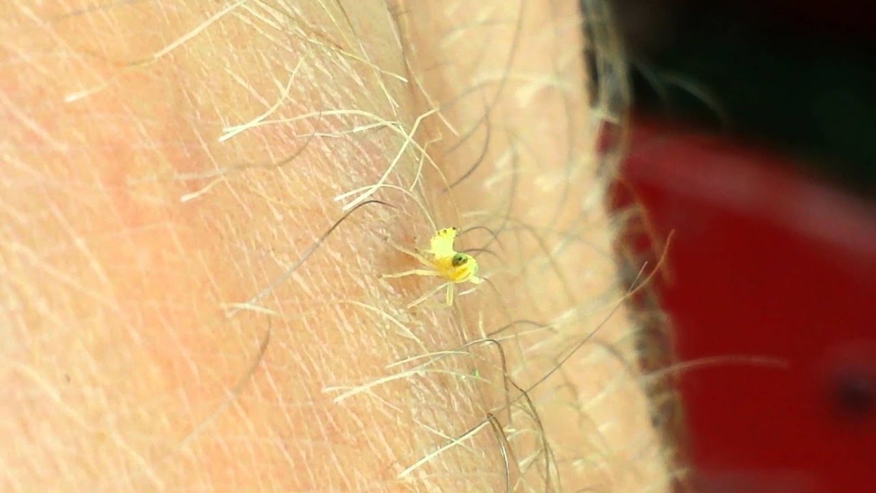 This Little Dancing Bug Youtube