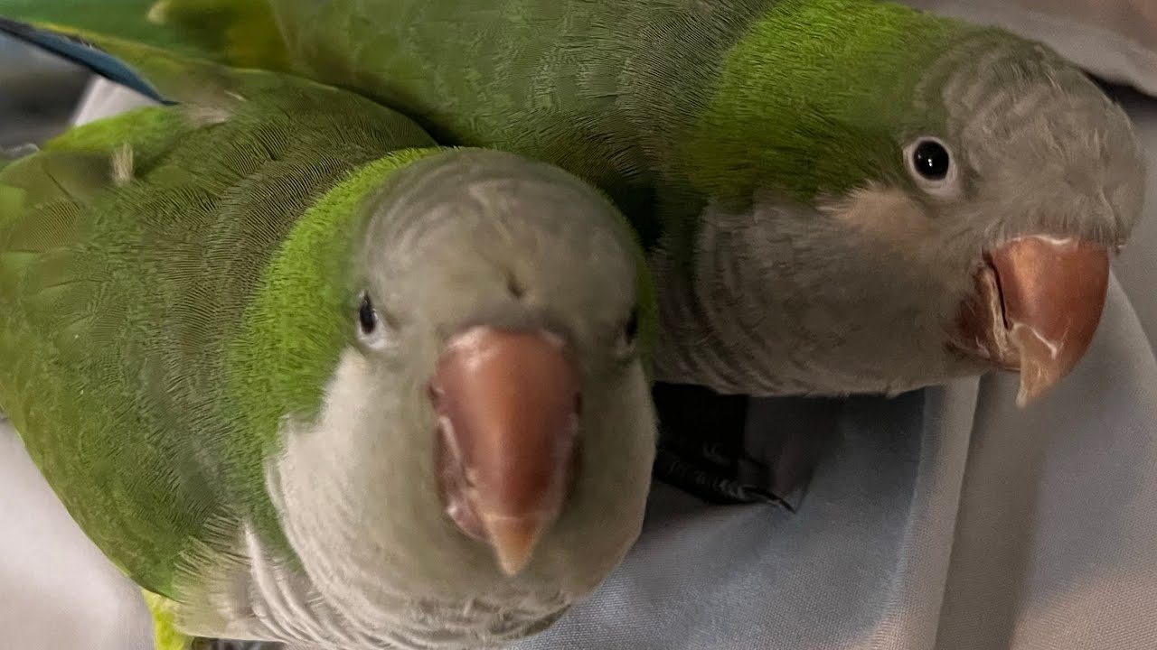 Amazing Quaker Parrots Talking To Each Other And Singing Together Youtube