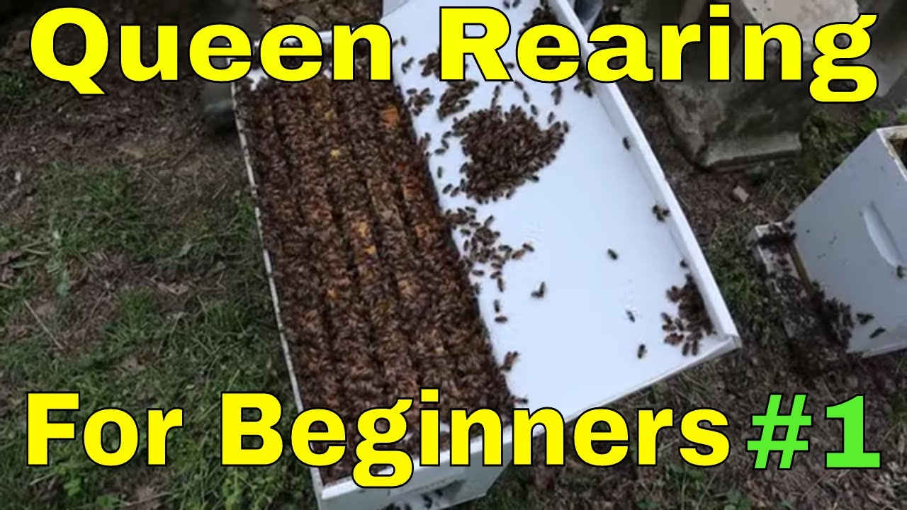 Queen Rearing For Beginners Youtube