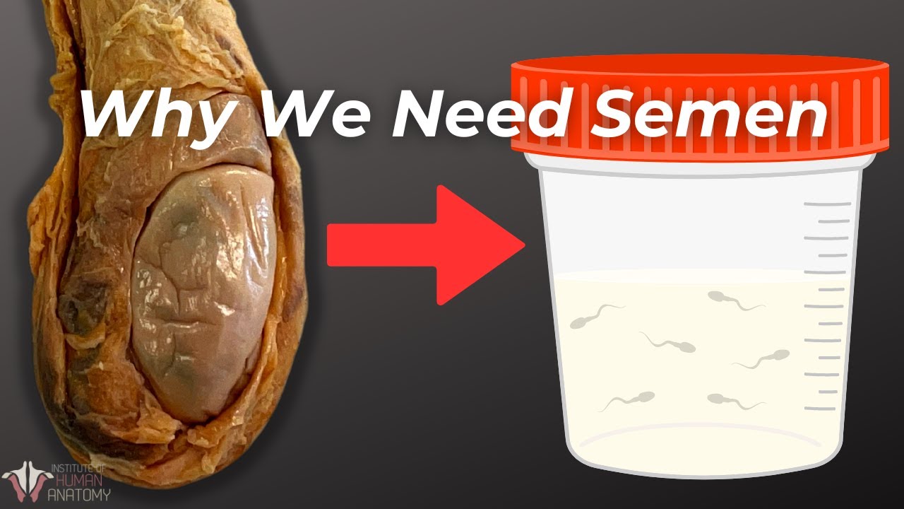 Semen