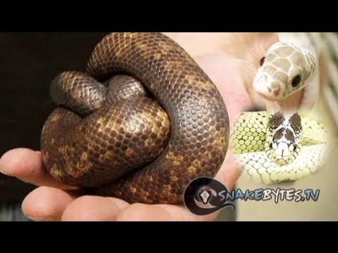 Snake Bytes Tv Pricing Snakes Snakebytestv Youtube
