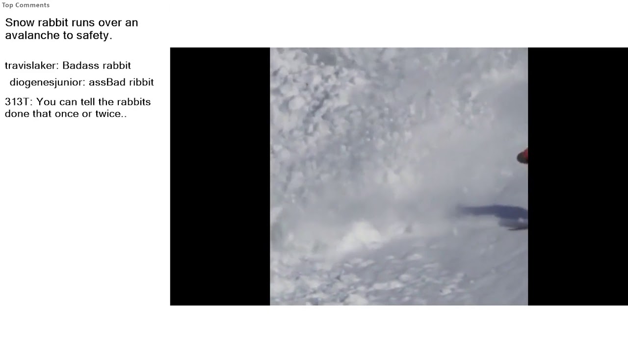 Top Reddit Video Next F Cking Level Snow Rabbit Runs Over An