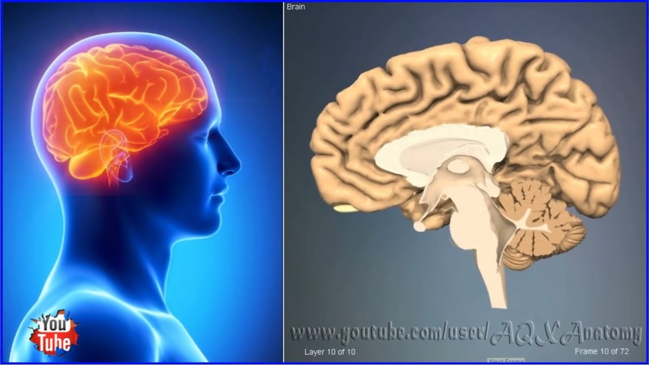 Brain Structure 3d Human Anatomy Organs Youtube