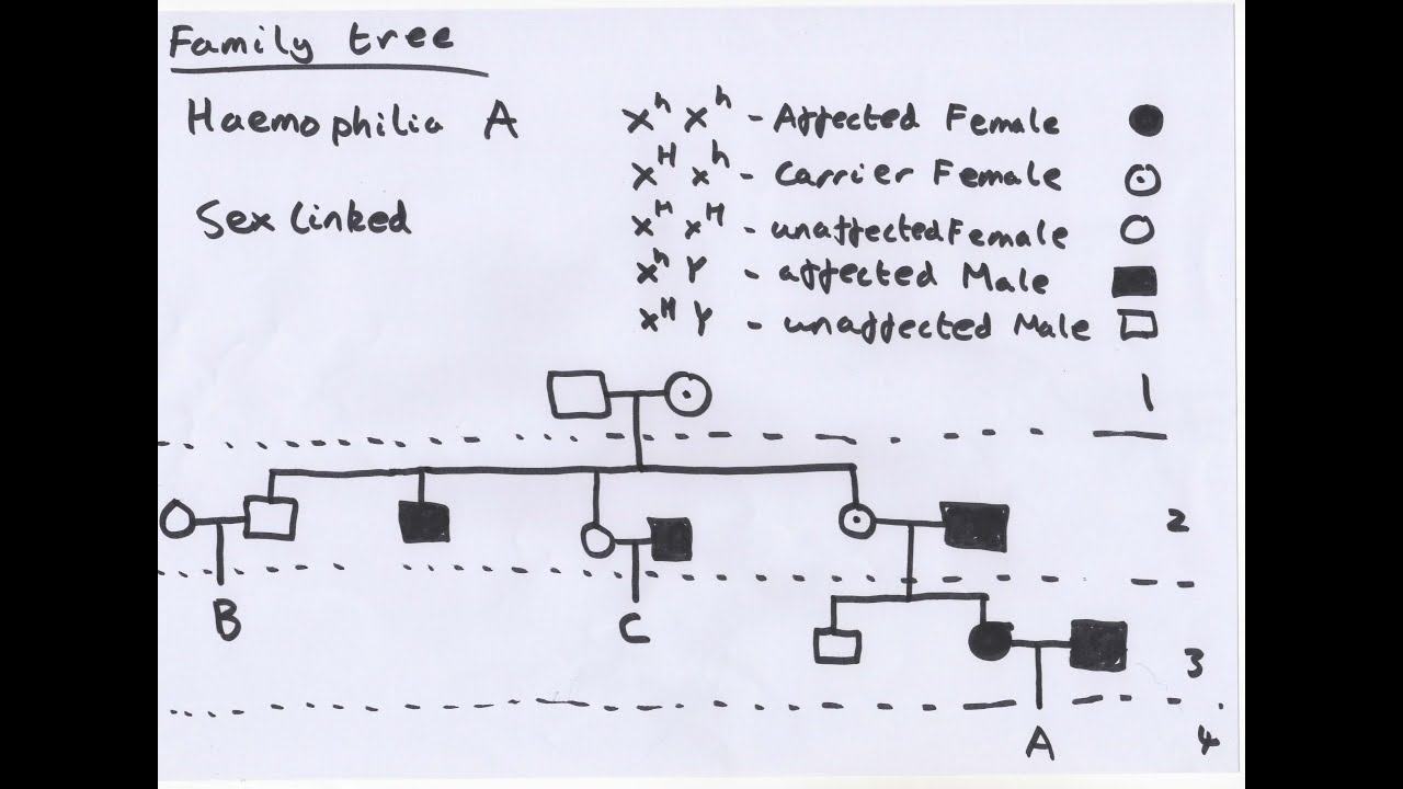 Genetics Youtube