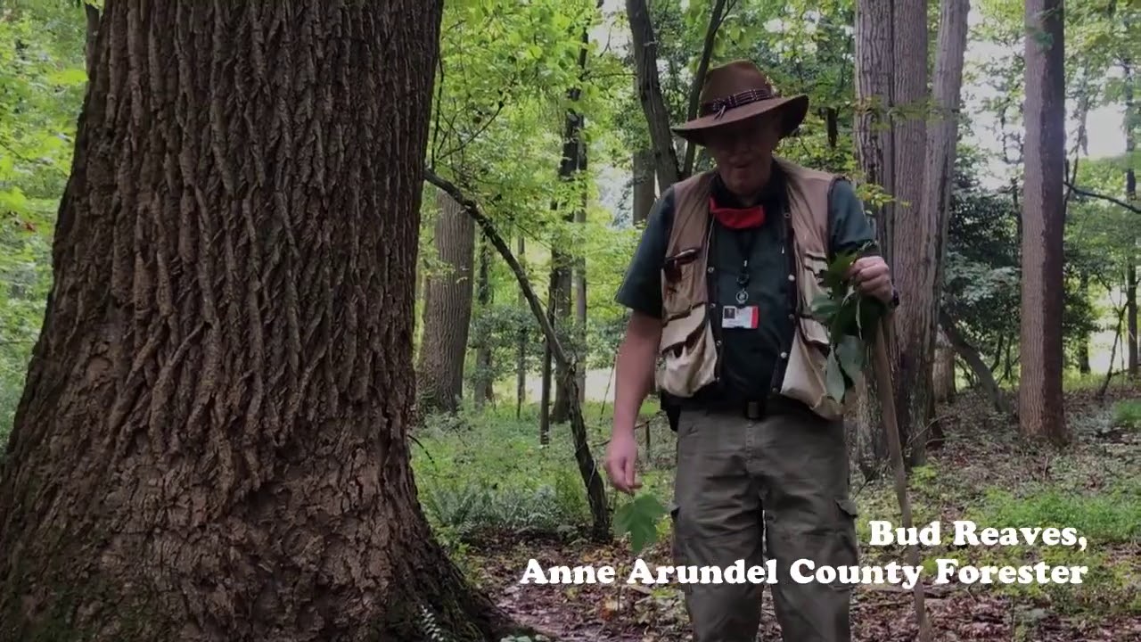Tree Identification Hike Stop 8 Tulip Poplar Youtube
