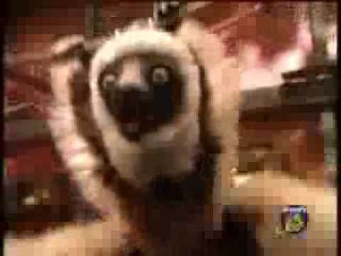 Zoboomafoo Pets