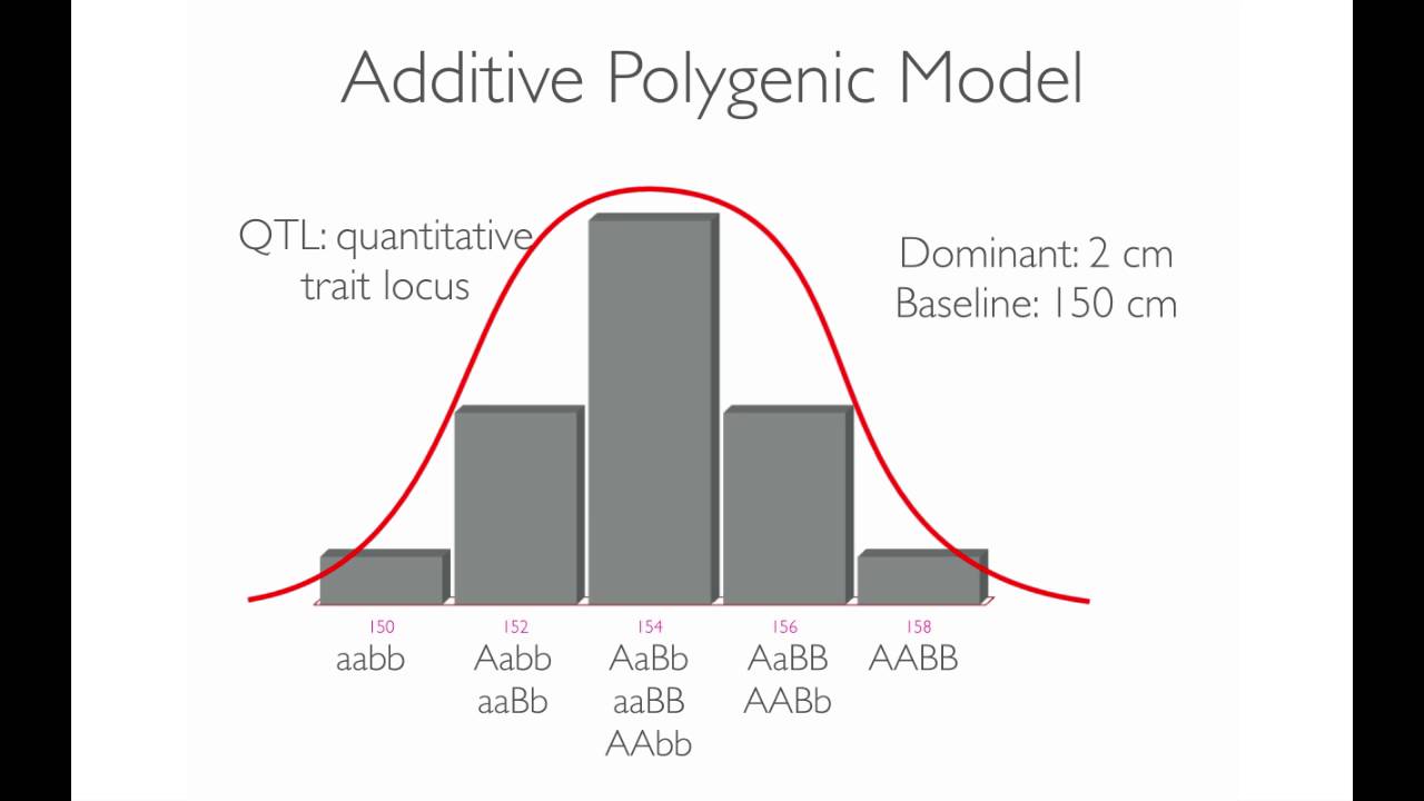 Multifactorial Inheritance By Bruce Korf For Openpediatrics Youtube