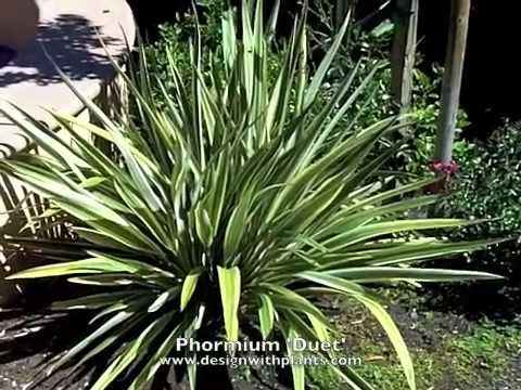 Phormium Duet Dwarf Flax Youtube