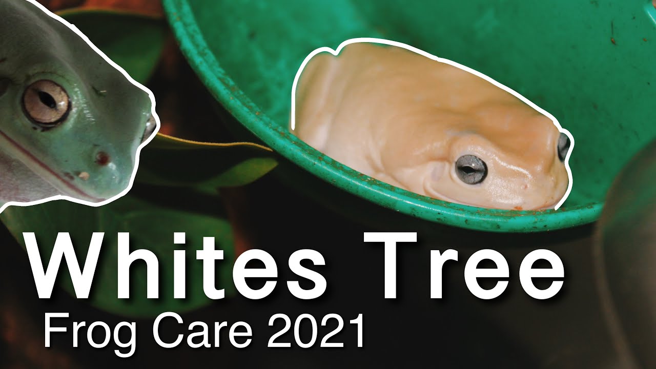 Complete White S Tree Frog Care Guide 2021 Youtube